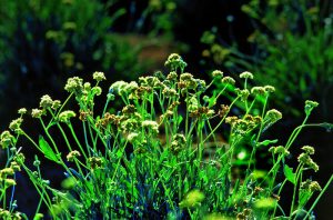 Guayule Rubber Plant: From Nepal to Texas – IRJR-N